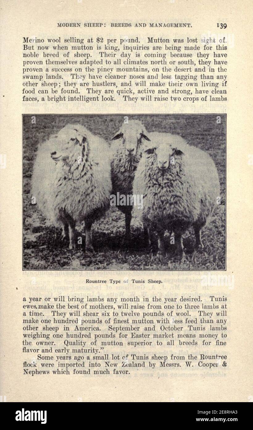 Modern sheep, breeds and management (Page 139 Stock Photo - Alamy