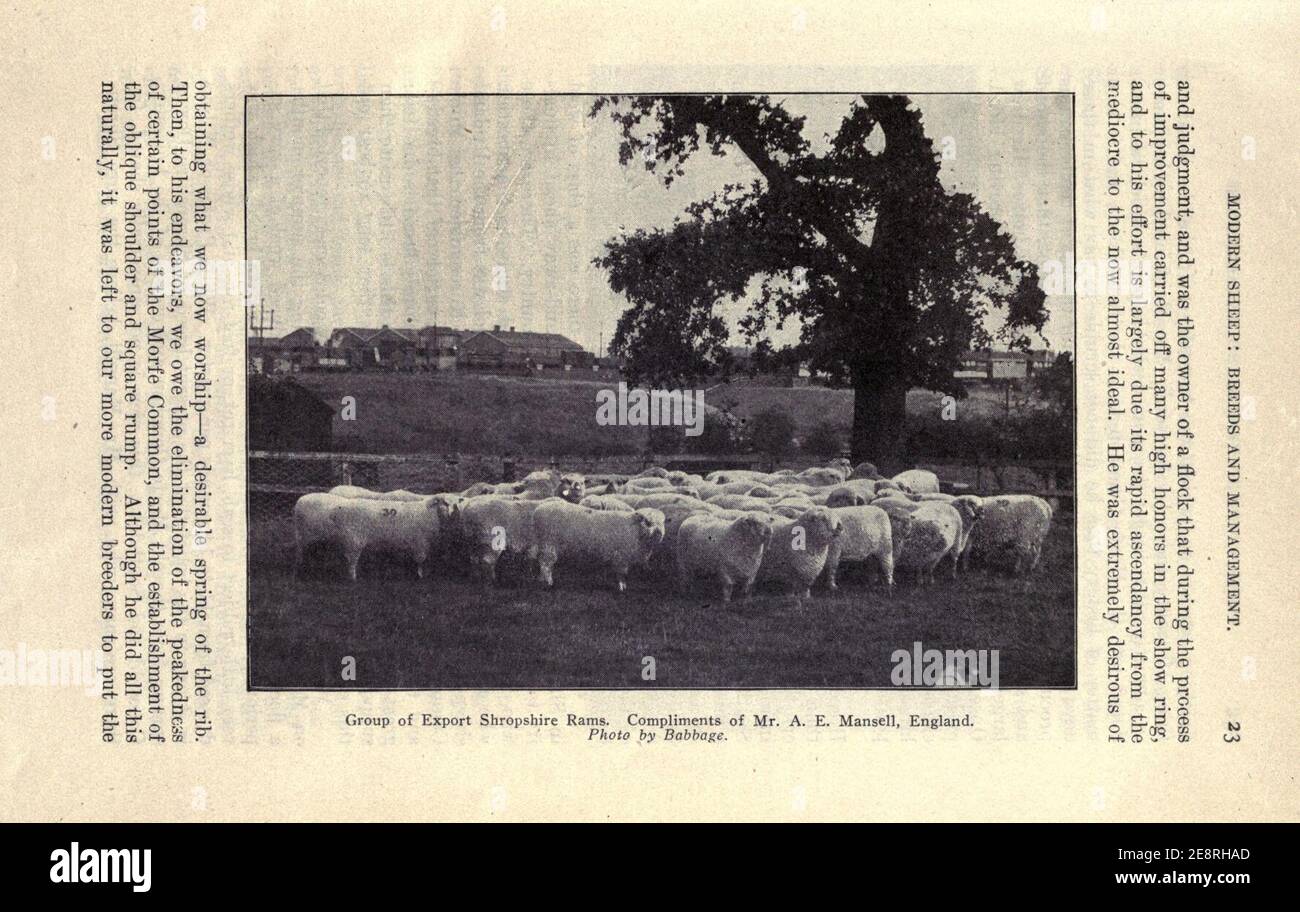 Modern sheep, breeds and management (Page 23 Stock Photo - Alamy