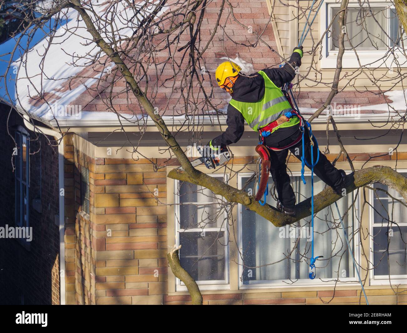Tree trimmer at work Stock Photo - Alamy