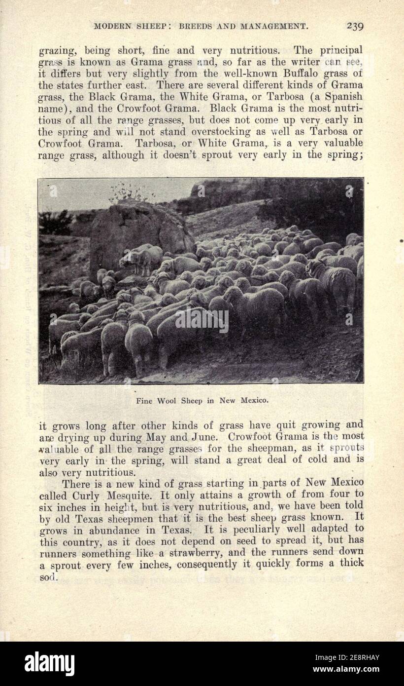 Modern sheep, breeds and management (Page 239 Stock Photo - Alamy