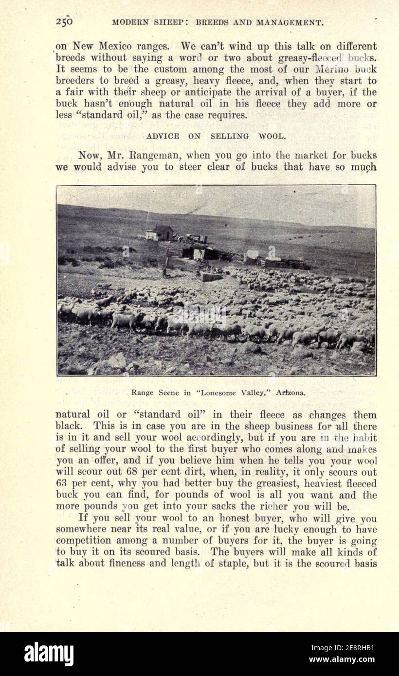 Modern sheep, breeds and management (Page 250 Stock Photo - Alamy