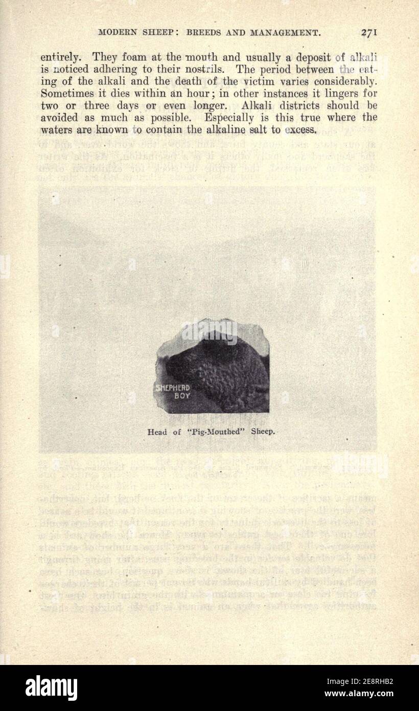 Modern sheep, breeds and management (Page 271 Stock Photo - Alamy