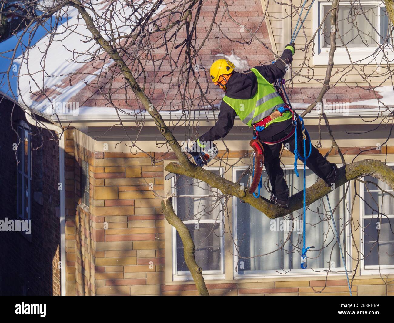 Tree trimmer at work Stock Photo - Alamy