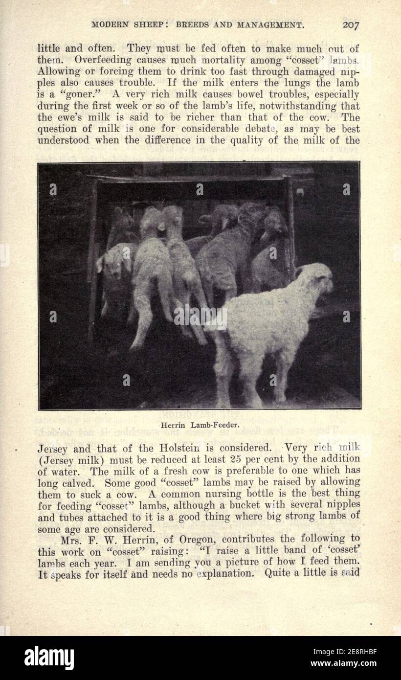 Modern sheep, breeds and management (Page 207 Stock Photo - Alamy