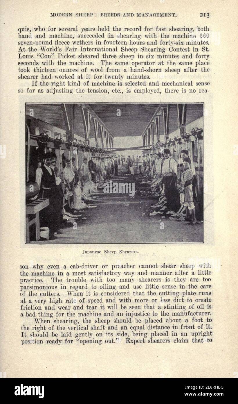 Modern sheep, breeds and management (Page 213 Stock Photo - Alamy