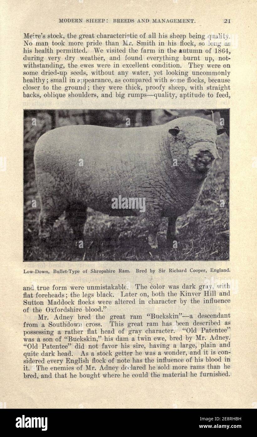 Modern sheep, breeds and management (Page 21 Stock Photo - Alamy