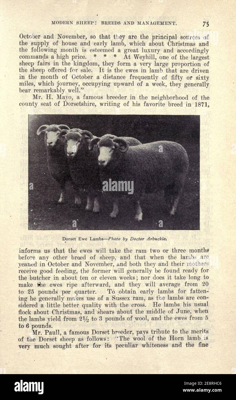 Modern sheep, breeds and management (Page 75 Stock Photo - Alamy