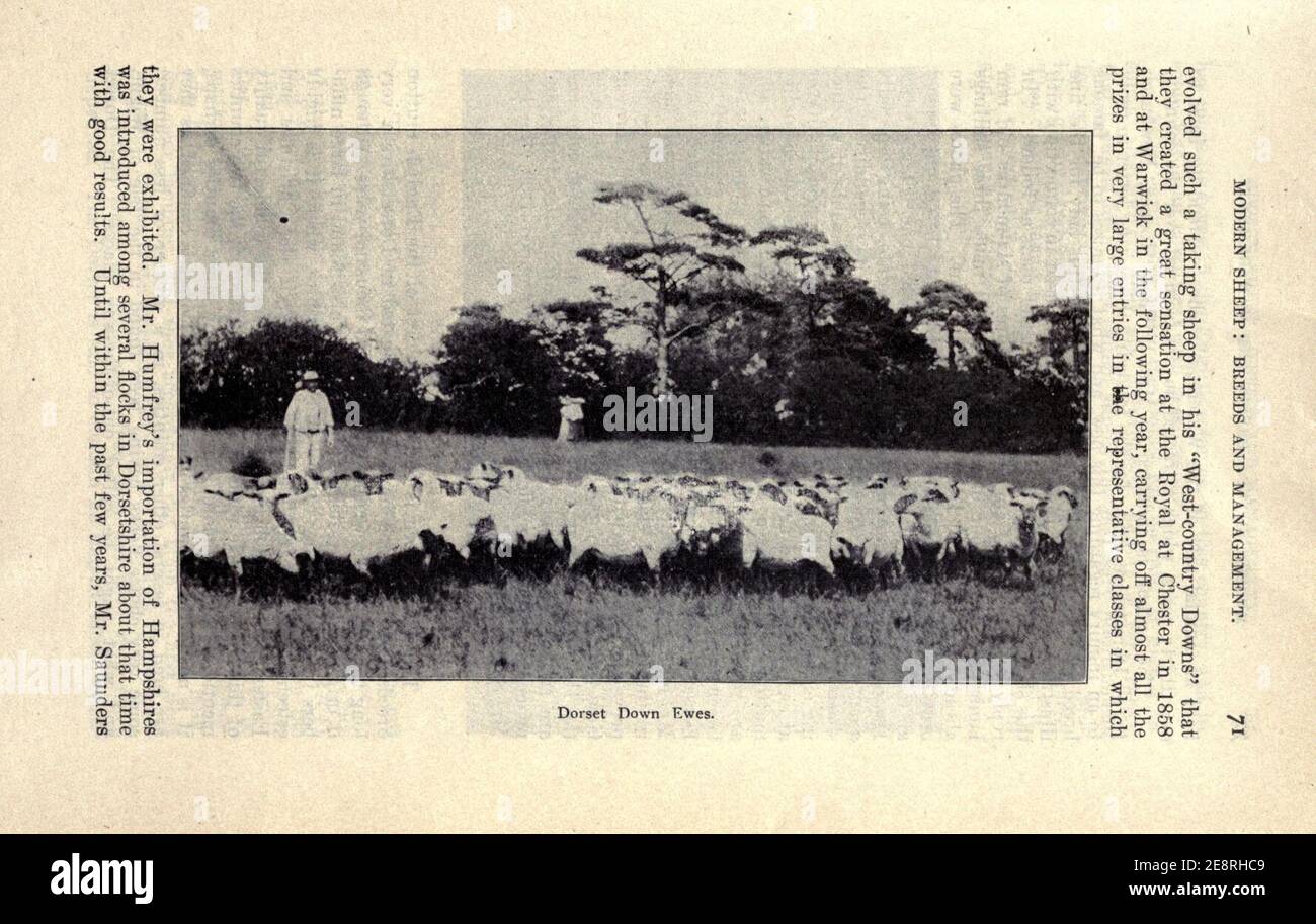 Modern sheep, breeds and management (Page 71 Stock Photo - Alamy