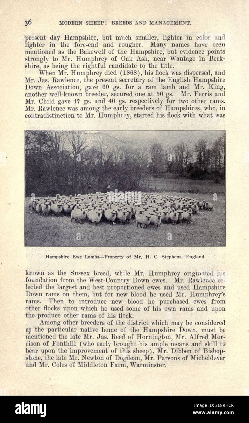 Modern sheep, breeds and management (Page 36 Stock Photo - Alamy