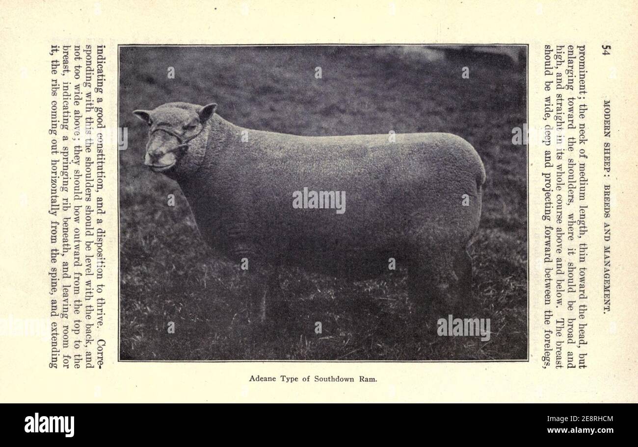 Modern sheep, breeds and management (Page 54 Stock Photo - Alamy