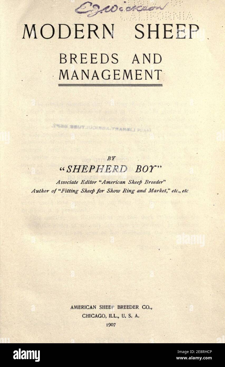 Modern sheep, breeds and management Stock Photo - Alamy