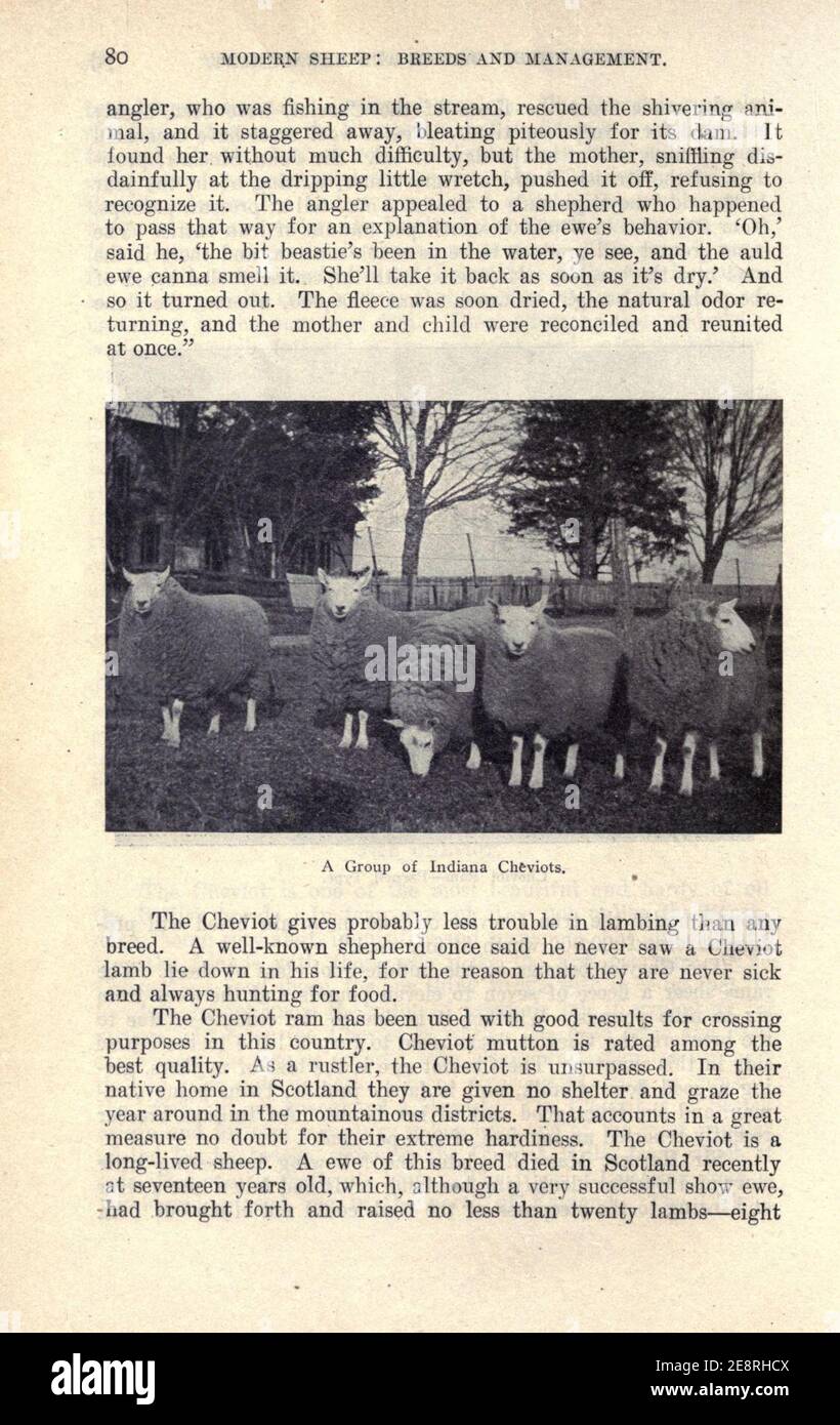 Modern sheep, breeds and management (Page 80 Stock Photo - Alamy