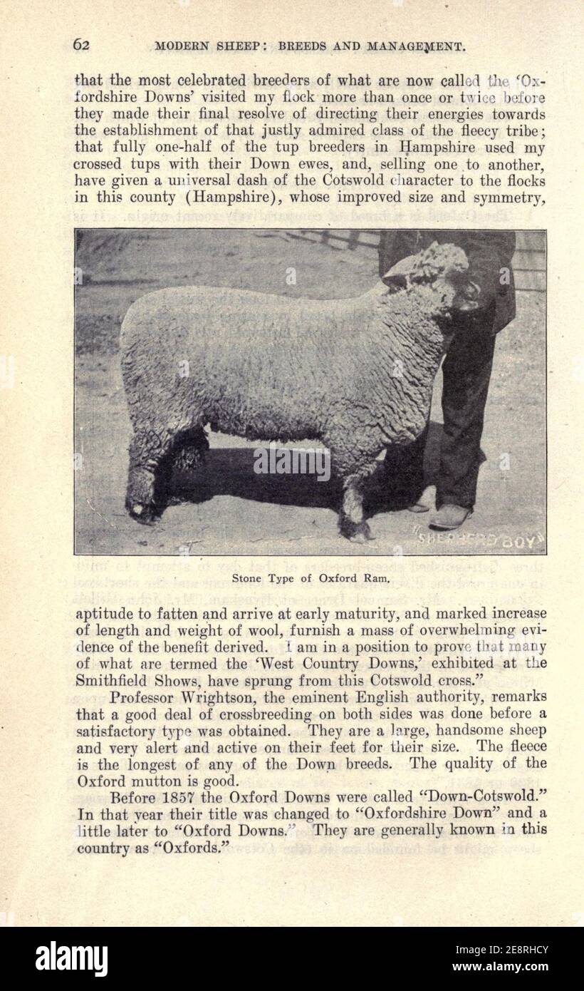 Modern sheep, breeds and management (Page 62 Stock Photo - Alamy