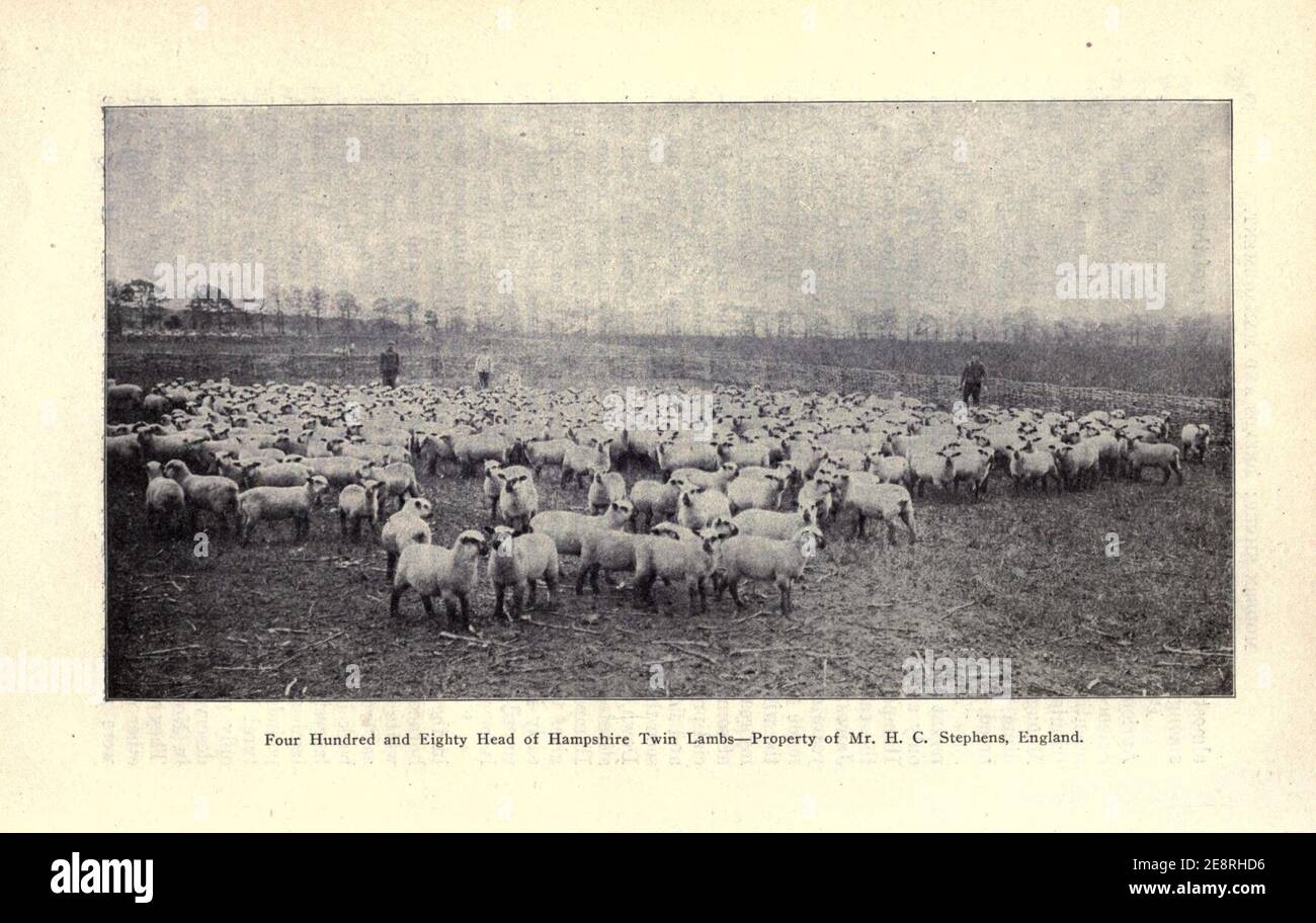 Modern sheep, breeds and management (Page 40 Stock Photo - Alamy