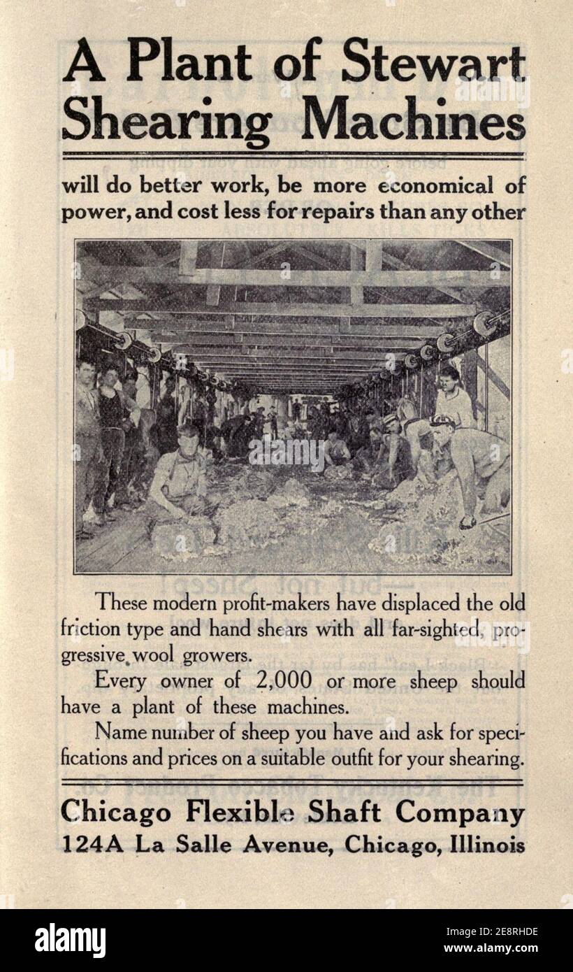 Modern sheep, breeds and management Stock Photo - Alamy