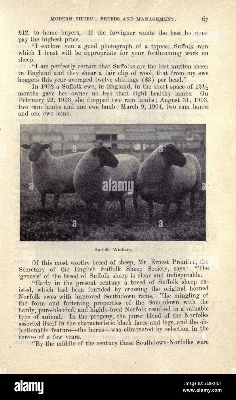 Modern sheep, breeds and management (Page 67 Stock Photo - Alamy