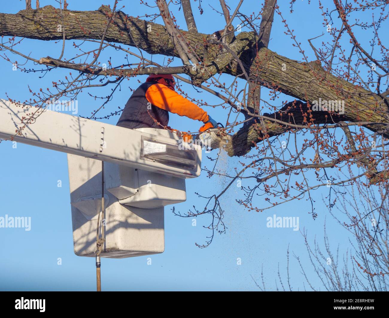 Tree trimmer at work Stock Photo - Alamy