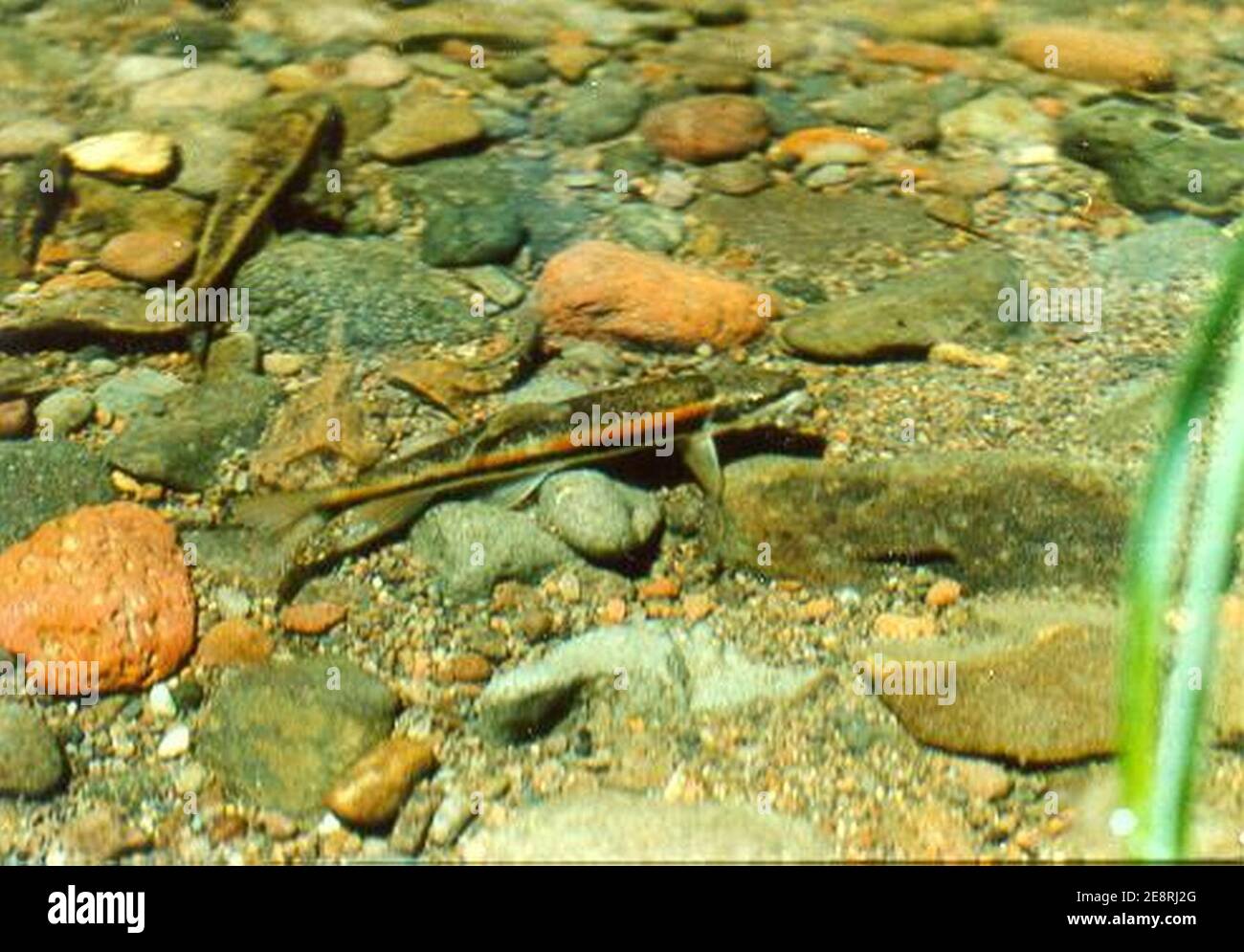 Spawning colors hi-res stock photography and images - Alamy
