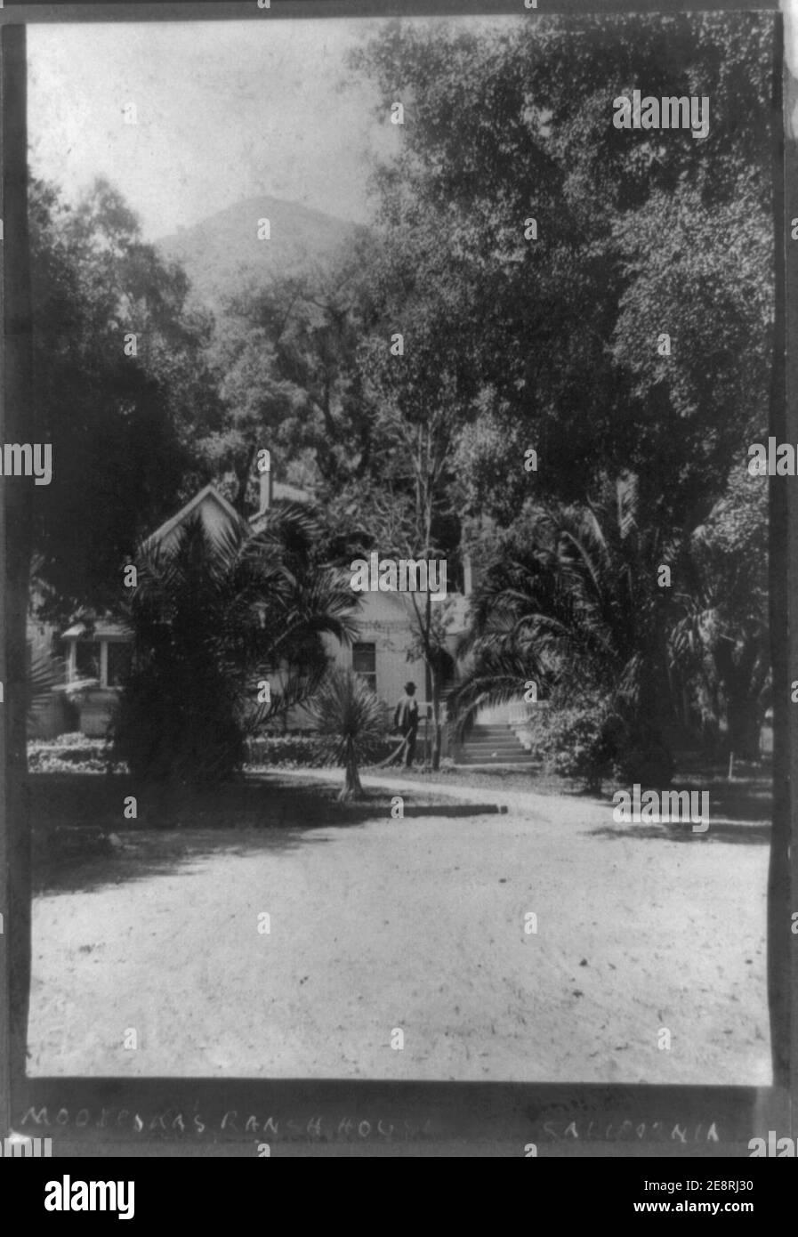 Modjeskas hi-res stock photography and images - Alamy