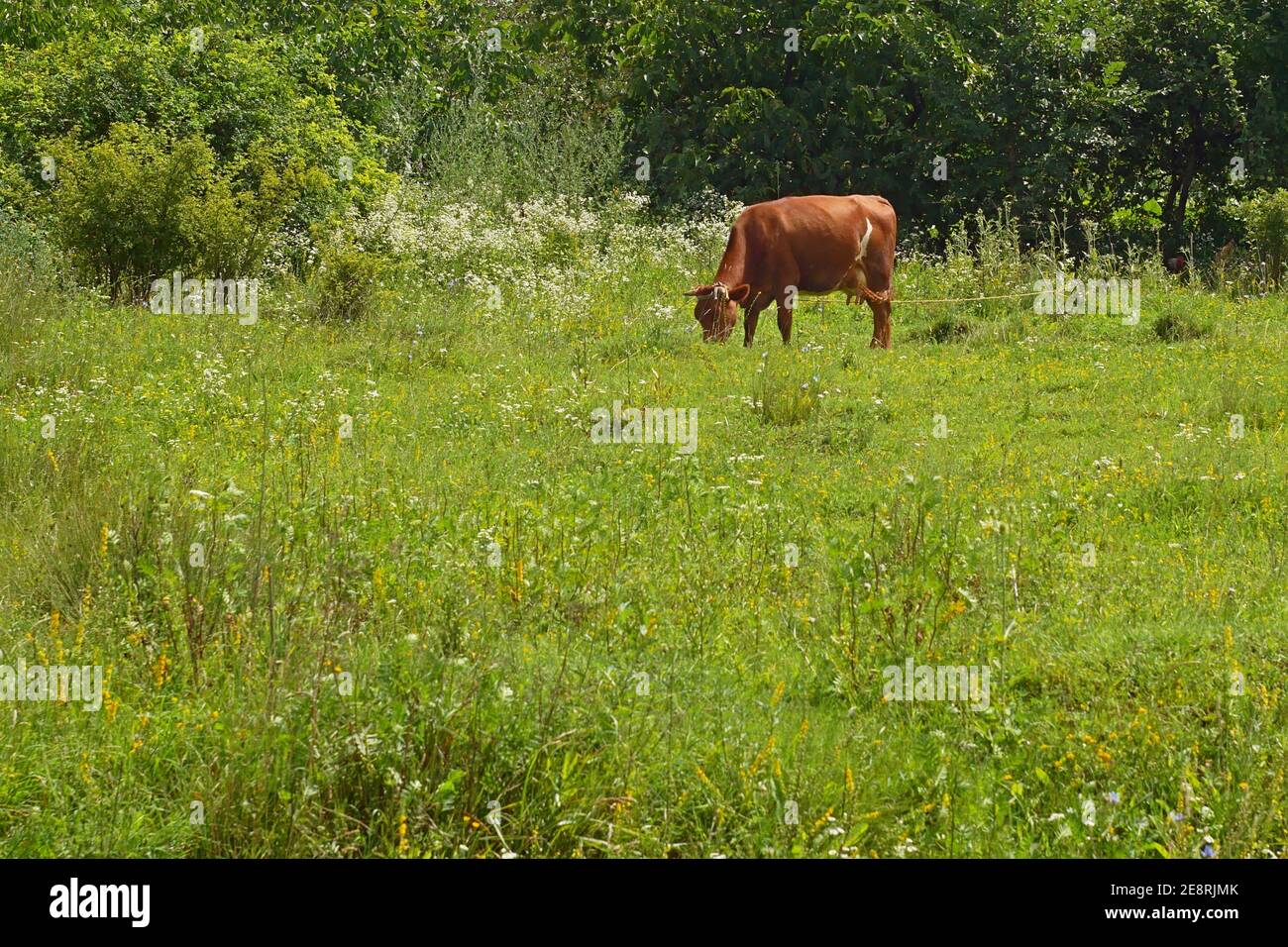 Cow tied to a rope grazes in a meadow among flowering various weeds ...