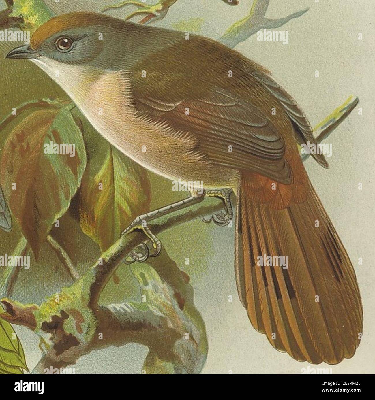 Mohoua novaeseelandiae buller birds new zealand (cropped Stock Photo ...