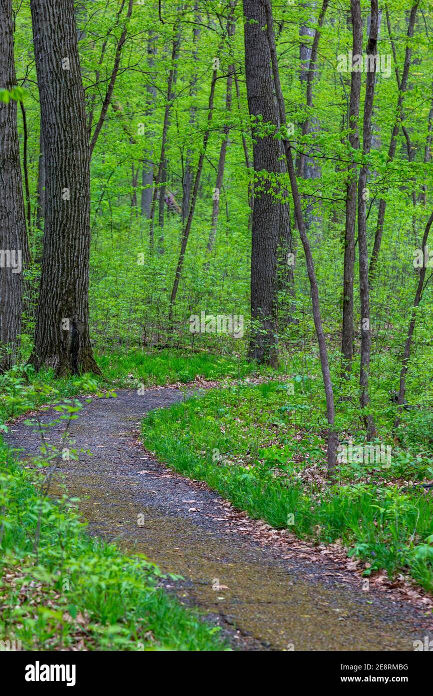 A trail winds through the forest at Pokagon State Park near Angola ...