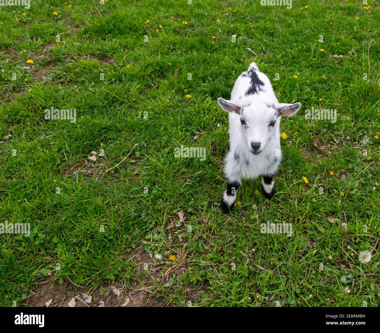 Nigerian Animal High Resolution Stock Photography and Images - Alamy