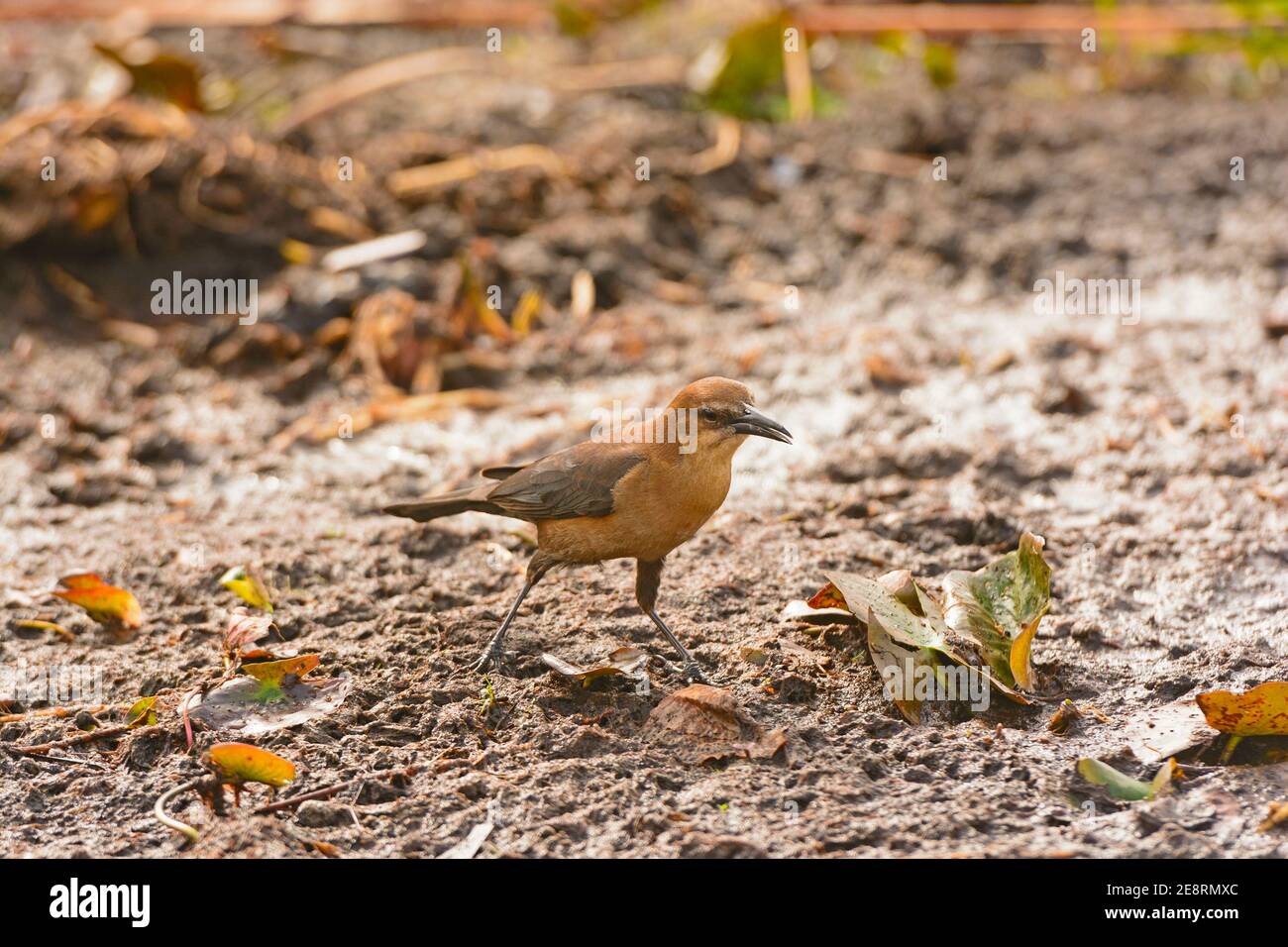 Female Common Grackle in the Everglades Stock Photo - Alamy
