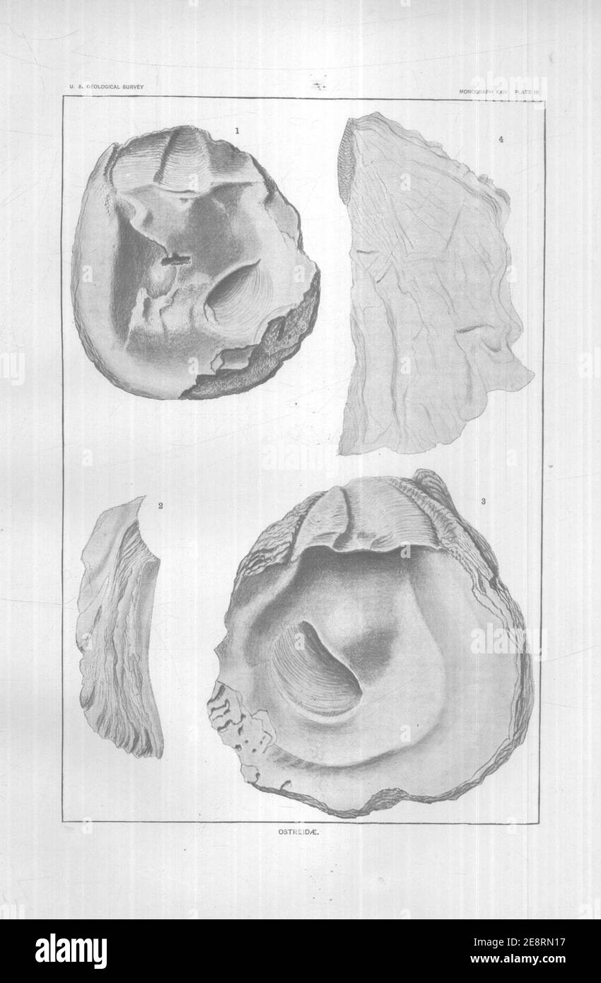 Mollusca and Crustacea of the Miocene formations of New Jersey (Page ...