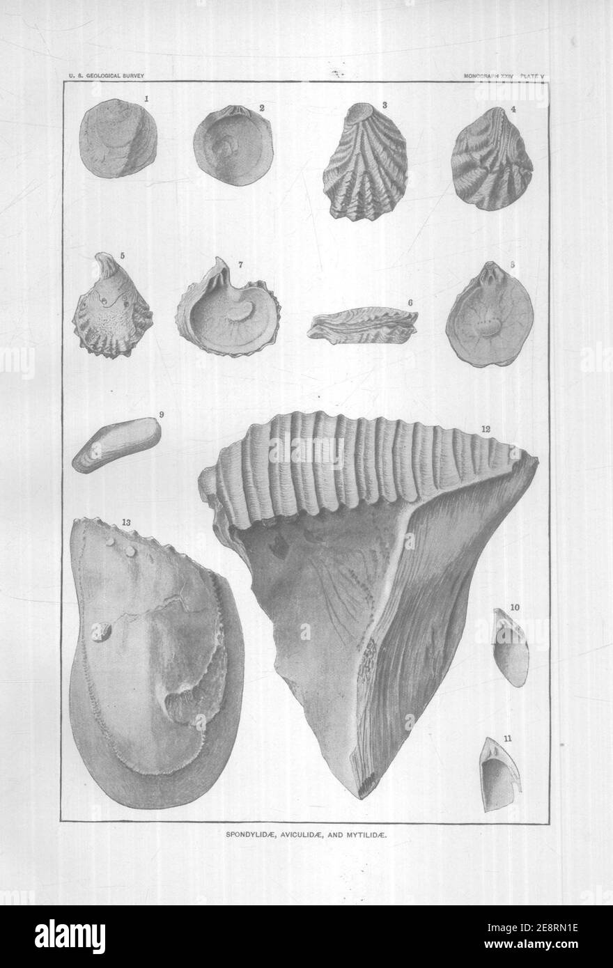 Mollusca and Crustacea of the Miocene formations of New Jersey (Page ...