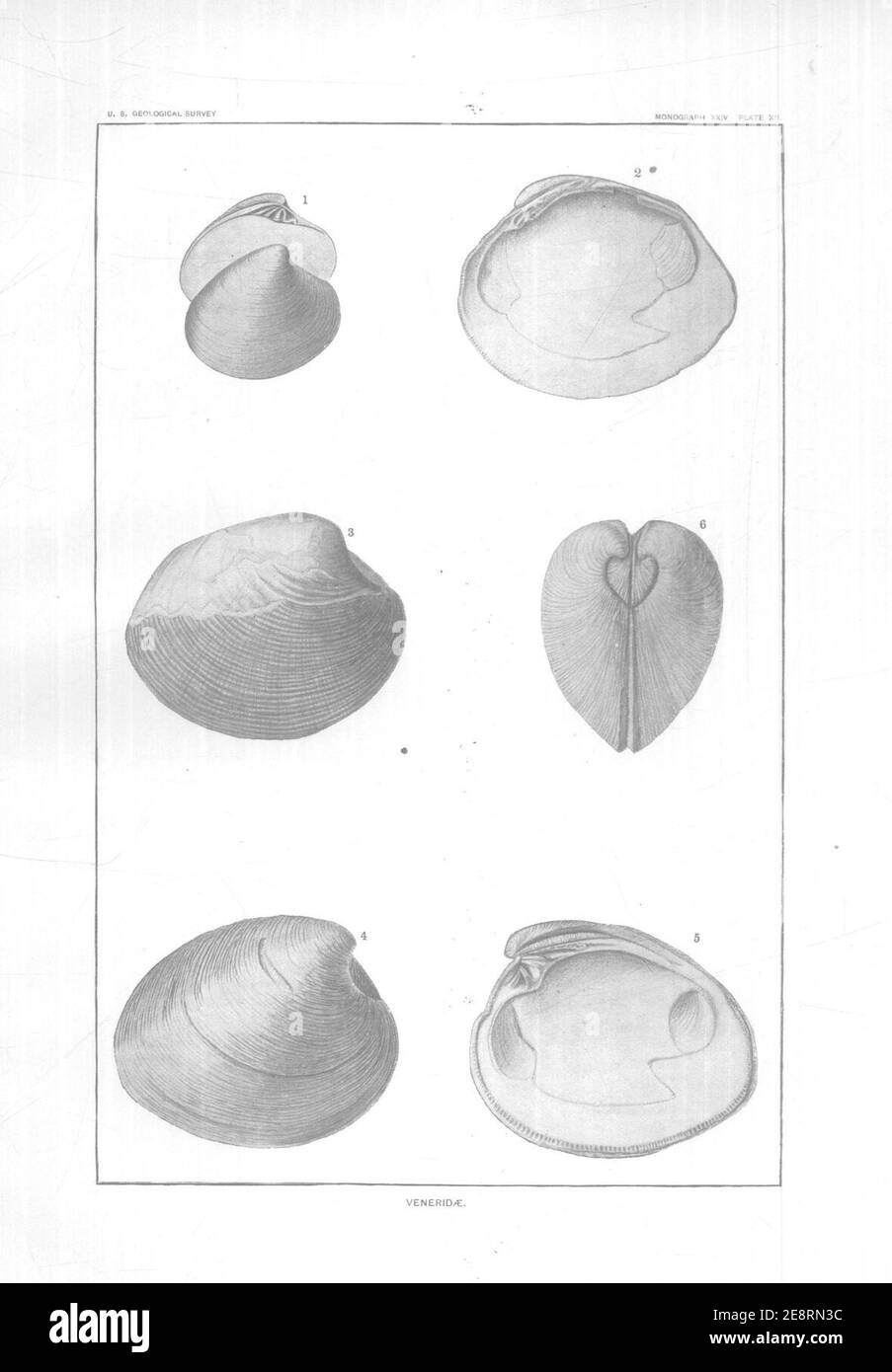 Mollusca and Crustacea of the Miocene formations of New Jersey (Page ...