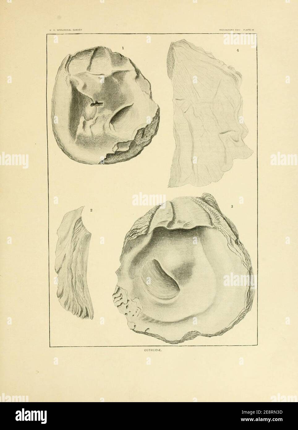 Mollusca and Crustacea of the Miocene formations of New Jersey Stock ...