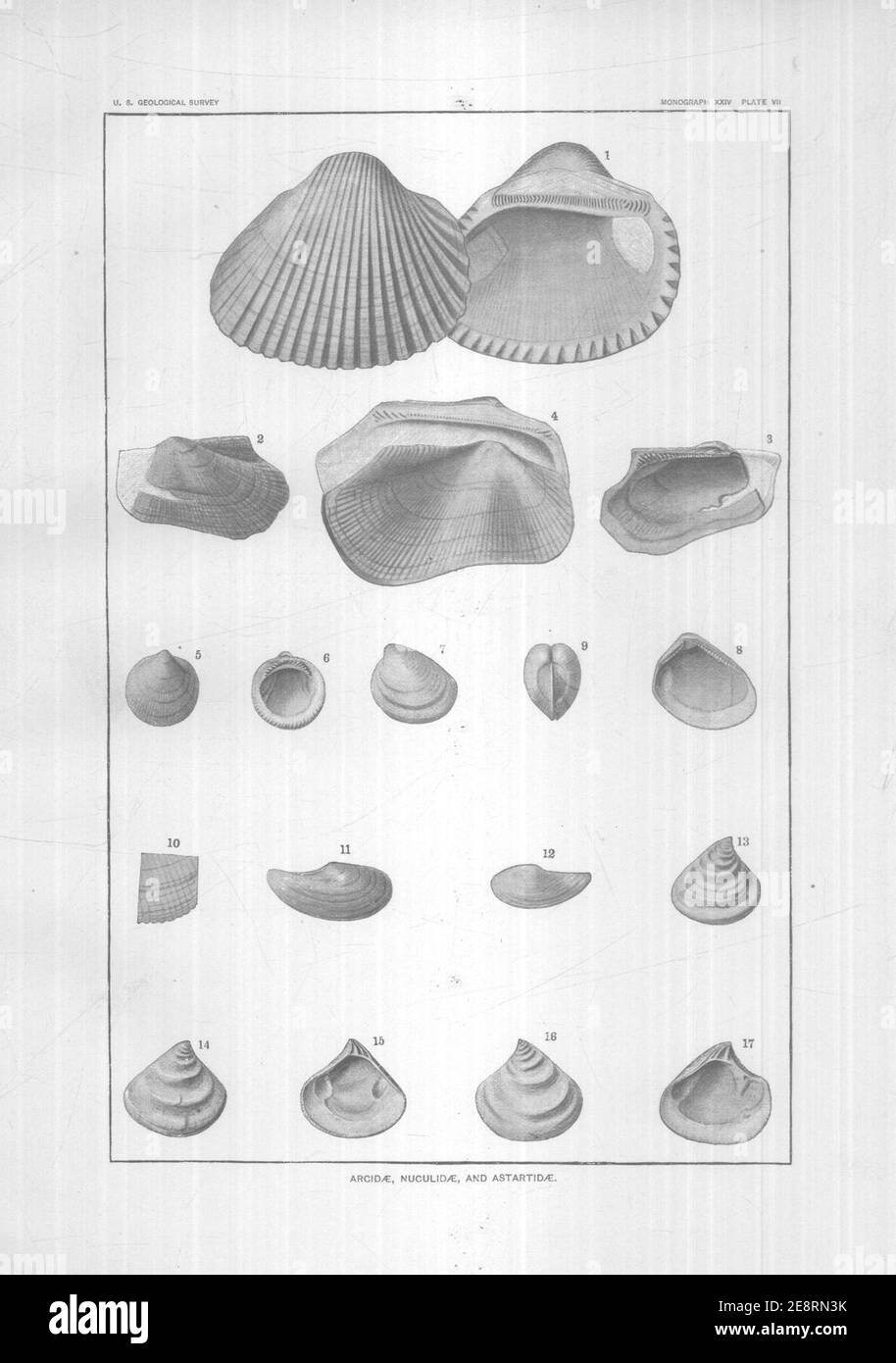 Mollusca and Crustacea of the Miocene formations of New Jersey (Page ...