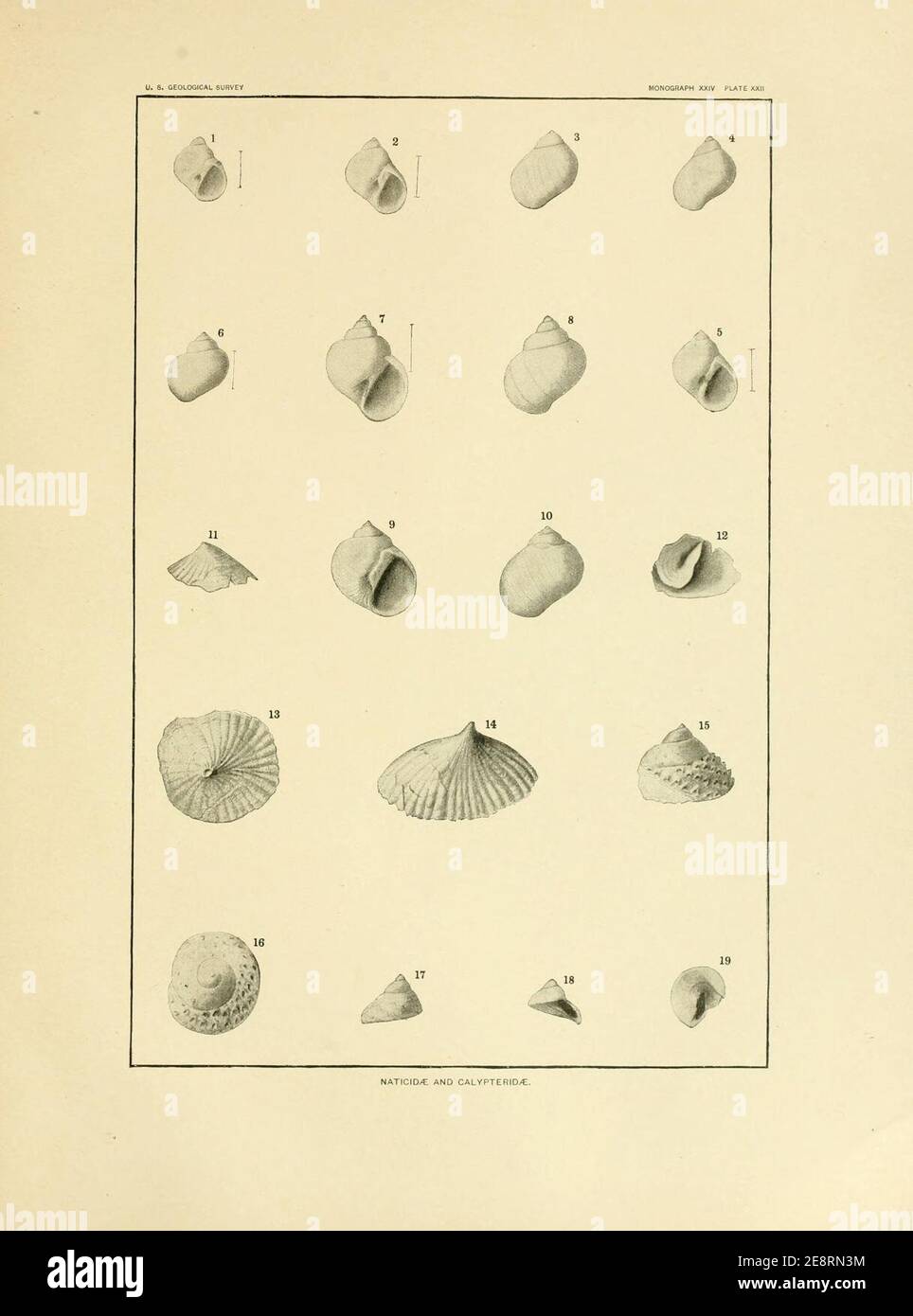 Mollusca and Crustacea of the Miocene formations of New Jersey Stock ...
