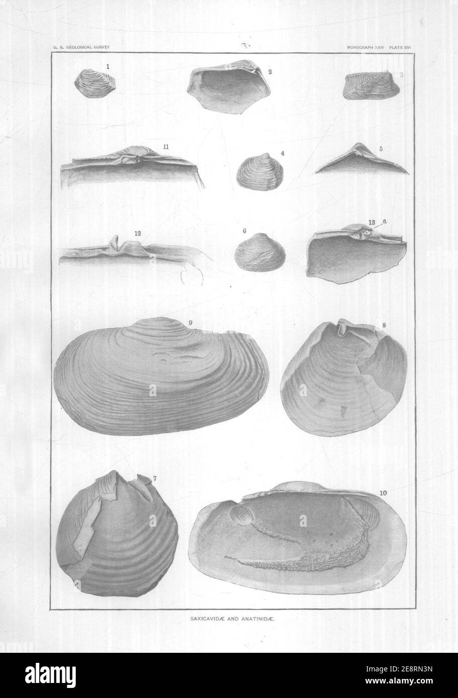 Mollusca and Crustacea of the Miocene formations of New Jersey (Page ...