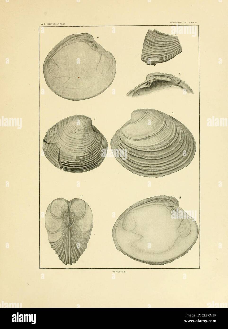 Mollusca and Crustacea of the Miocene formations of New Jersey Stock ...