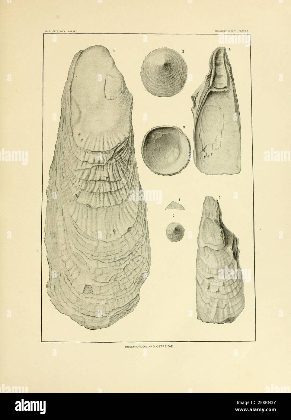 Mollusca and Crustacea of the Miocene formations of New Jersey Stock ...
