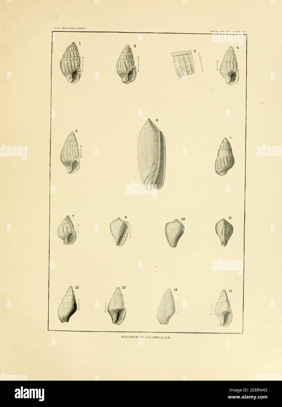 Mollusca and Crustacea of the Miocene formations of New Jersey Stock ...