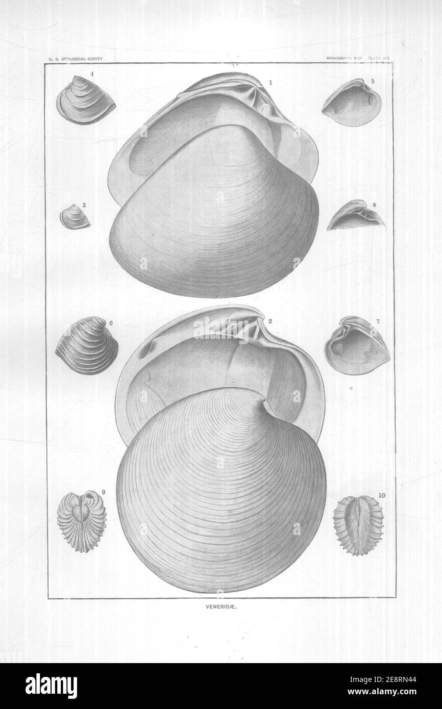 Mollusca and Crustacea of the Miocene formations of New Jersey (Page ...