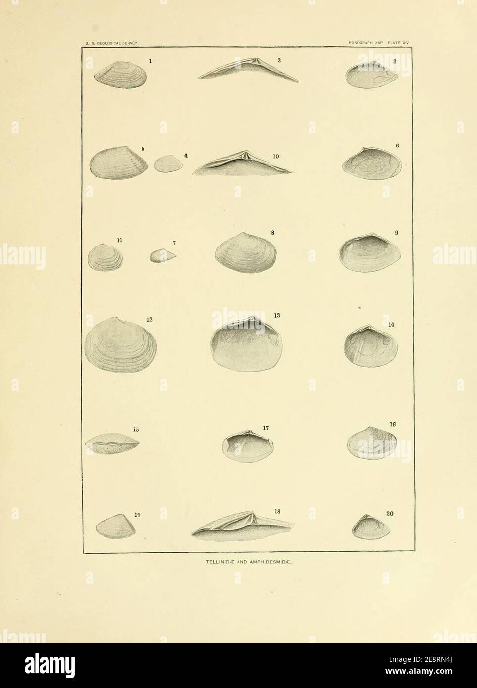 Mollusca and Crustacea of the Miocene formations of New Jersey Stock ...
