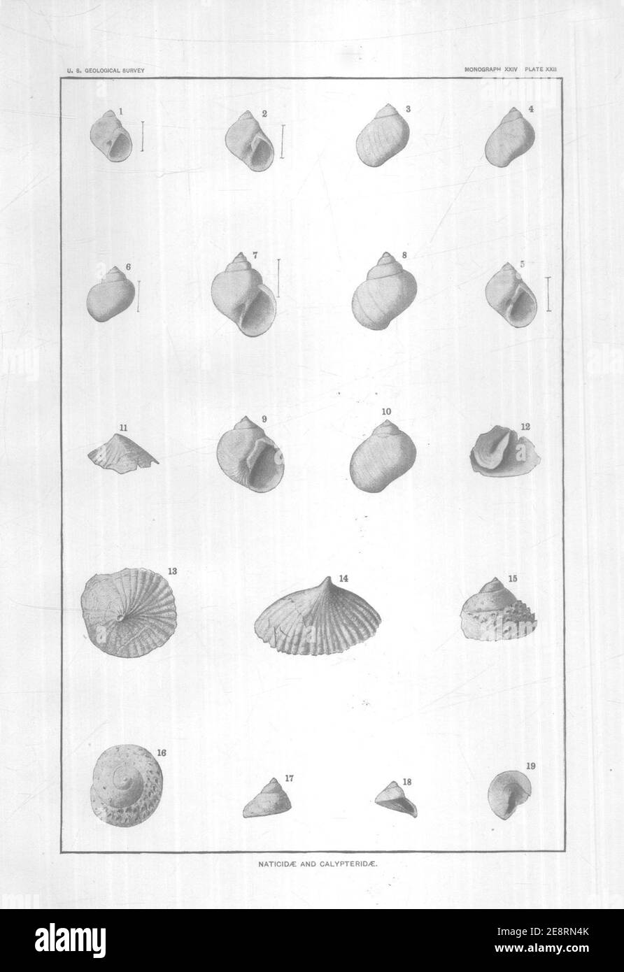 Mollusca and Crustacea of the Miocene formations of New Jersey (Page ...