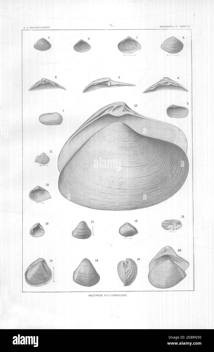 Mollusca and Crustacea of the Miocene formations of New Jersey (Page ...