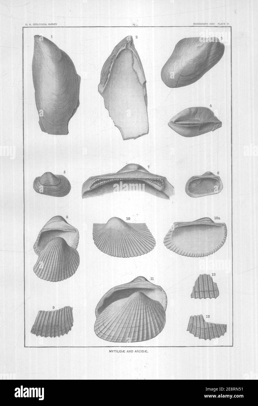 Mollusca and Crustacea of the Miocene formations of New Jersey (Page ...