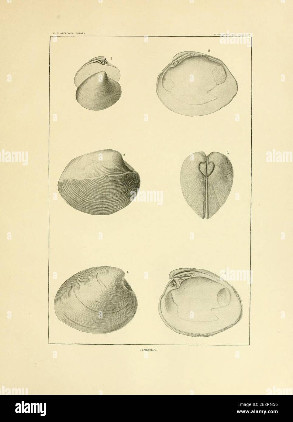 Mollusca and Crustacea of the Miocene formations of New Jersey Stock ...