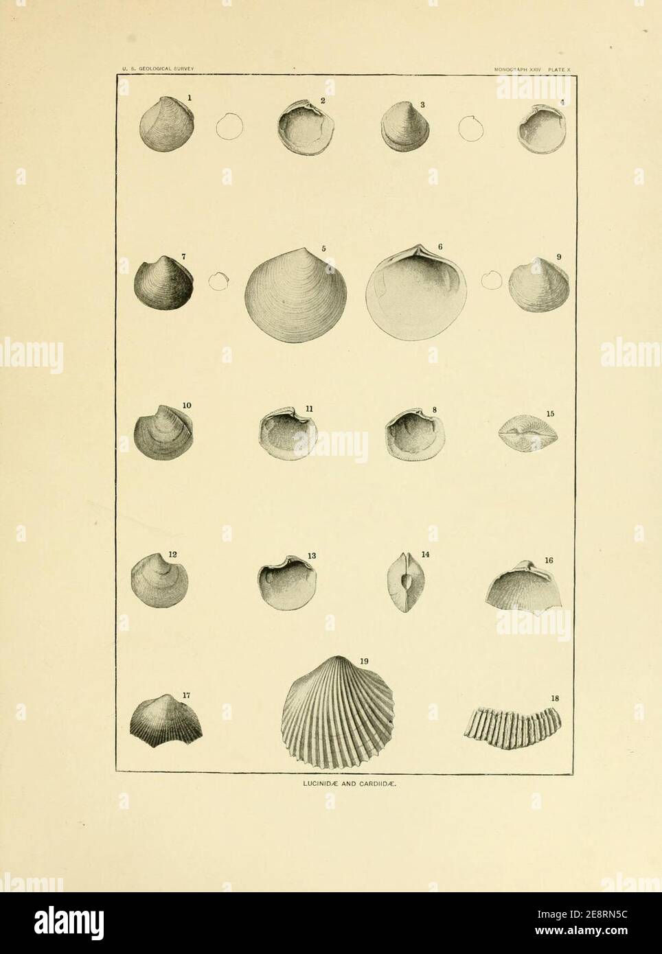 Mollusca and Crustacea of the Miocene formations of New Jersey Stock ...