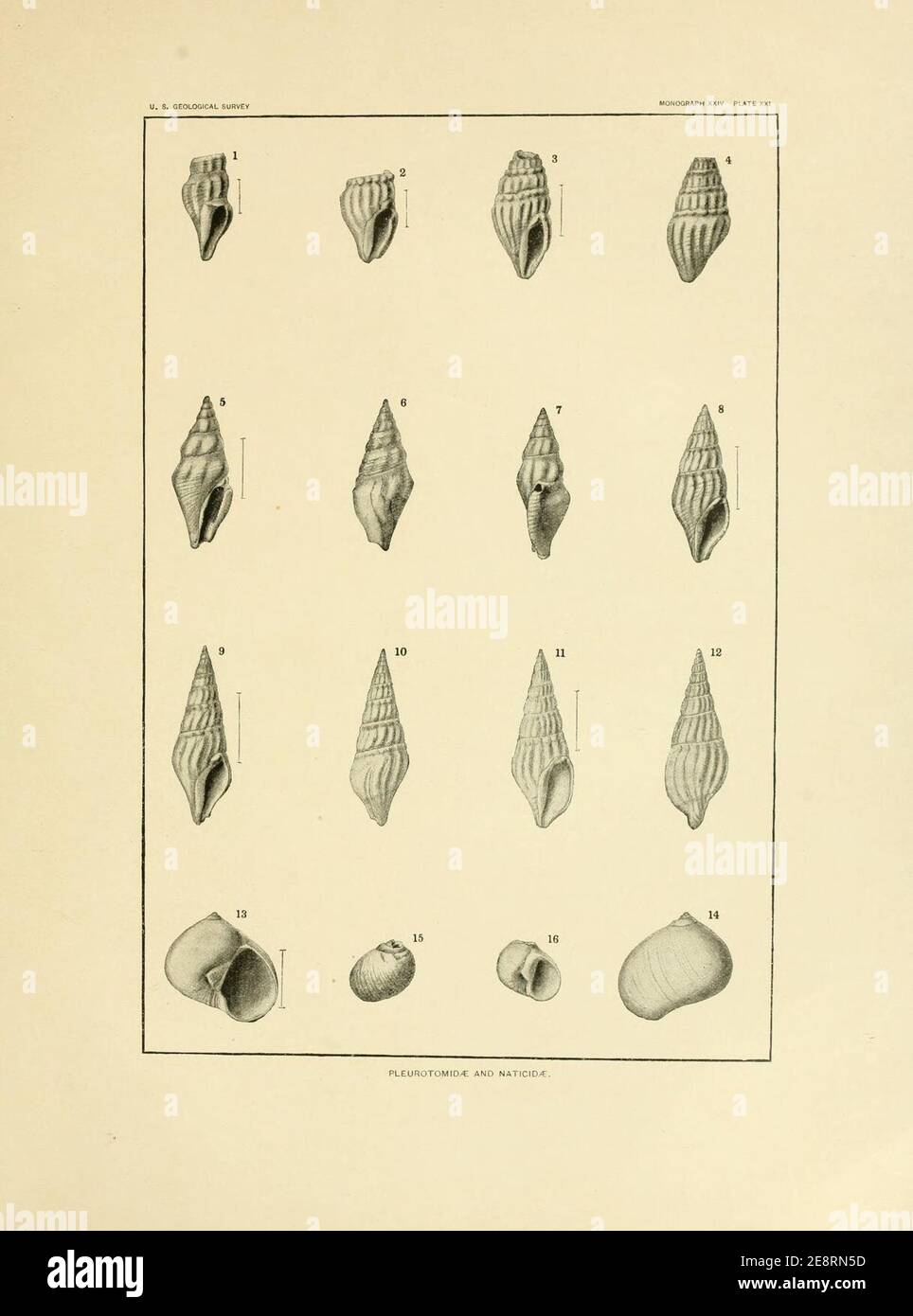 Mollusca and Crustacea of the Miocene formations of New Jersey Stock ...