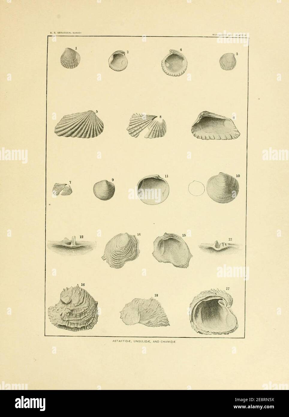 Mollusca and Crustacea of the Miocene formations of New Jersey Stock ...