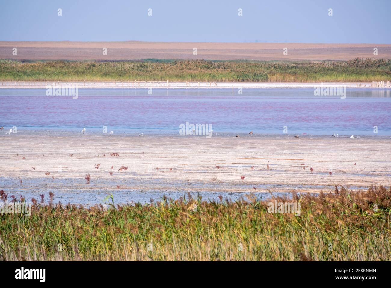 A beautiful salt lake with pink water. Beautiful view of pink lake on ...