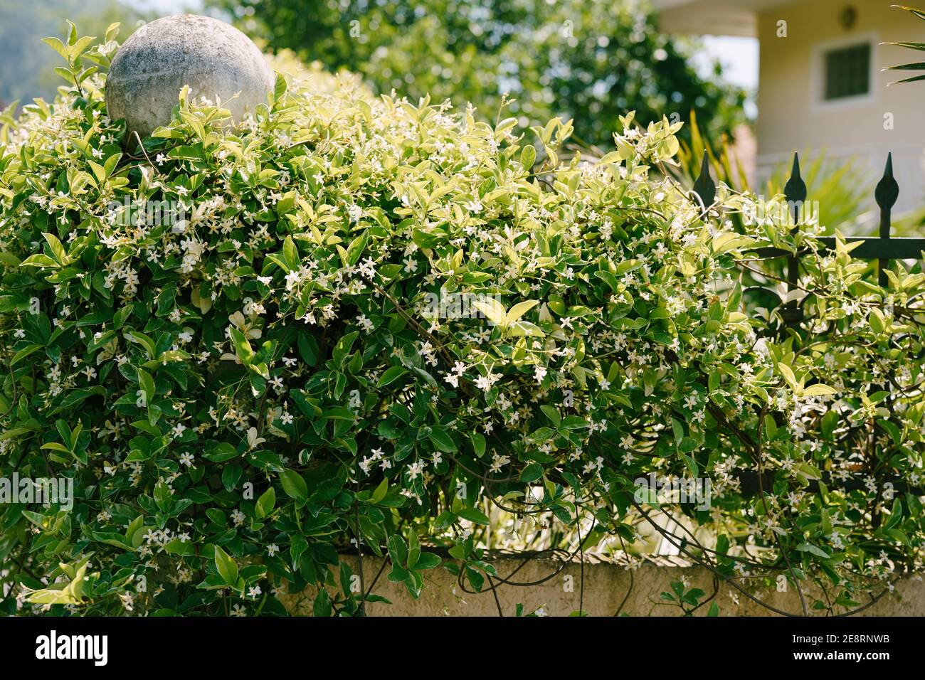 Star jasmine fence hi-res stock photography and images - Alamy