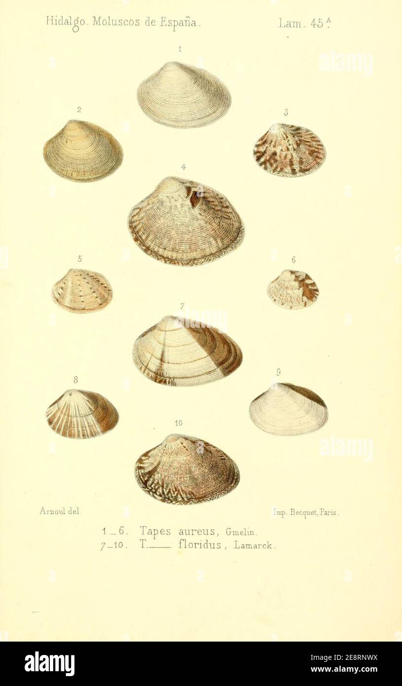 Moluscos marinos hi-res stock photography and images - Alamy